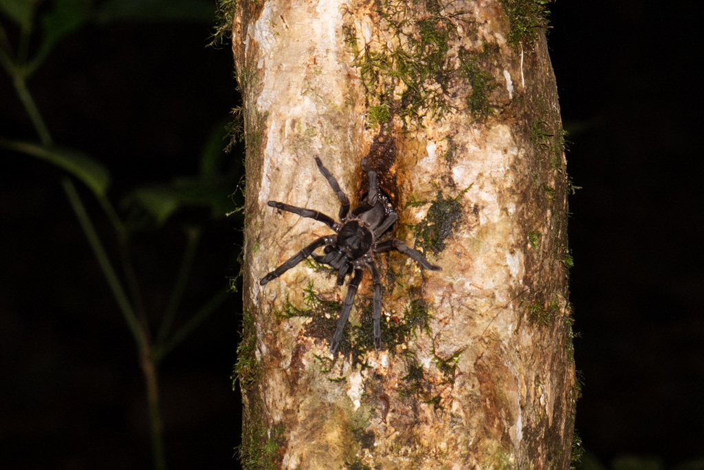 Asia-Pacific Tarantulas from Kinabalu Park, Ranau, Sabah, Malaysia on ...