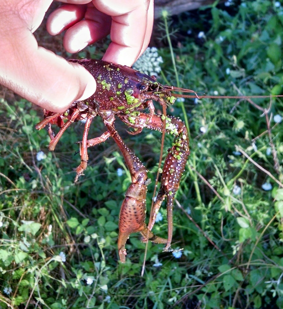 Cambarid Crayfishes from 8401 Bartram Ave, Philadelphia, PA 19153, USA ...