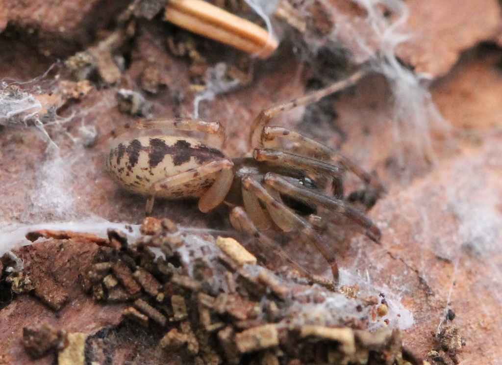 Snake-back Spider (Spiders of Silwood) · iNaturalist