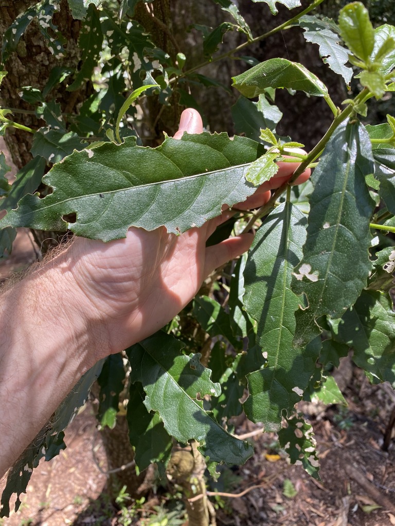 Claoxylon australe from Tregony QLD 4370, Australia on October 3, 2020 ...