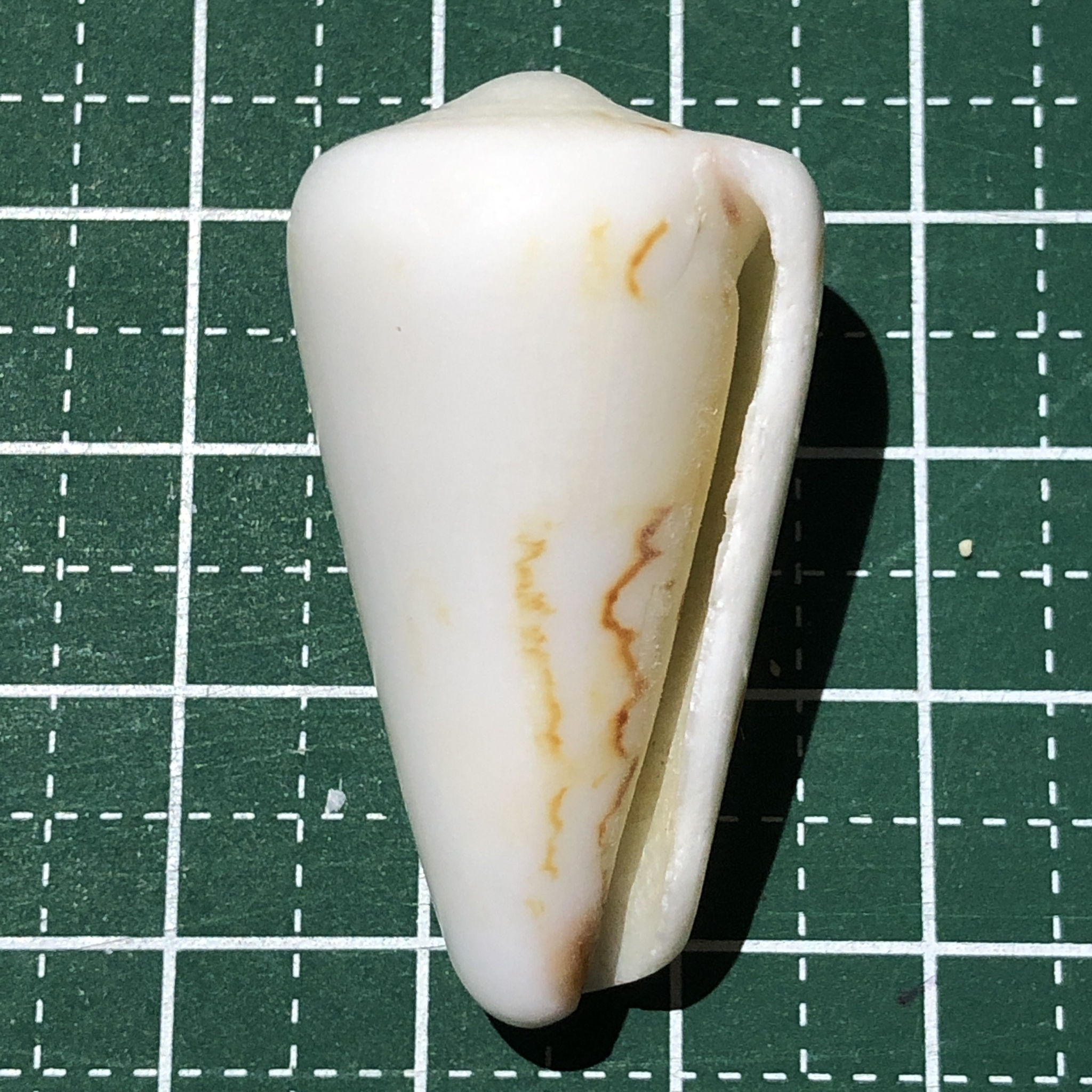 Conus generalis Linnaeus, 1767