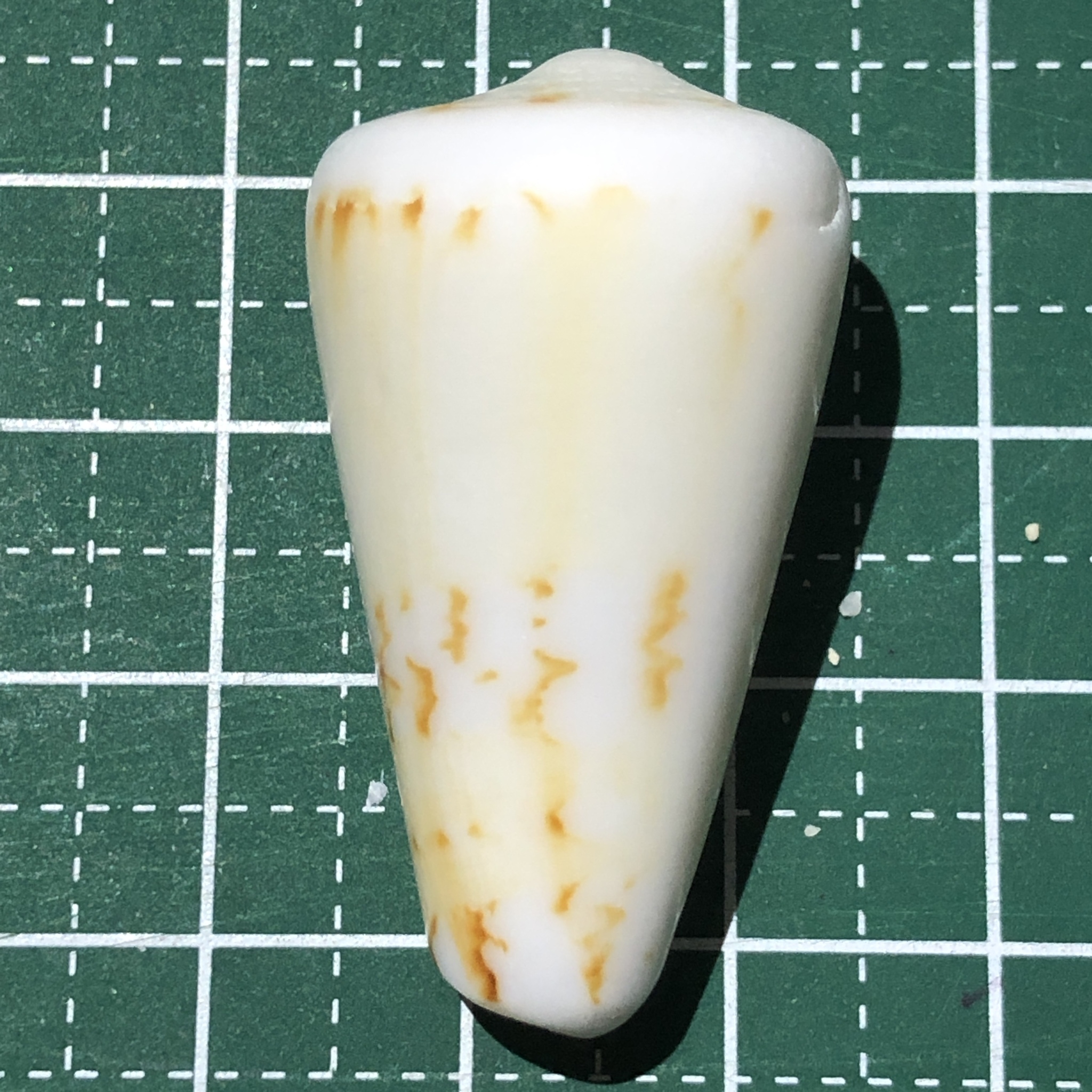 Conus generalis Linnaeus, 1767