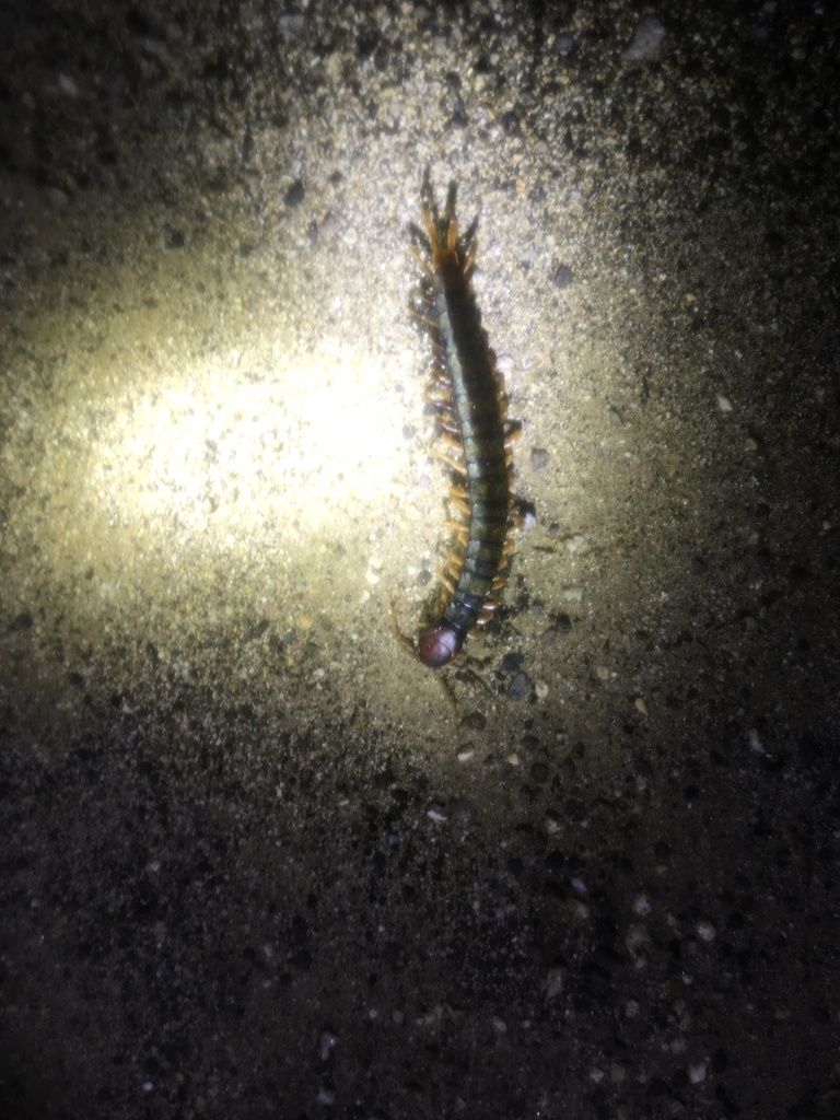 Giant Centipedes from Uehara, Taketomi-Cho, Yaeyama-Gun, Okinawa, JP on ...