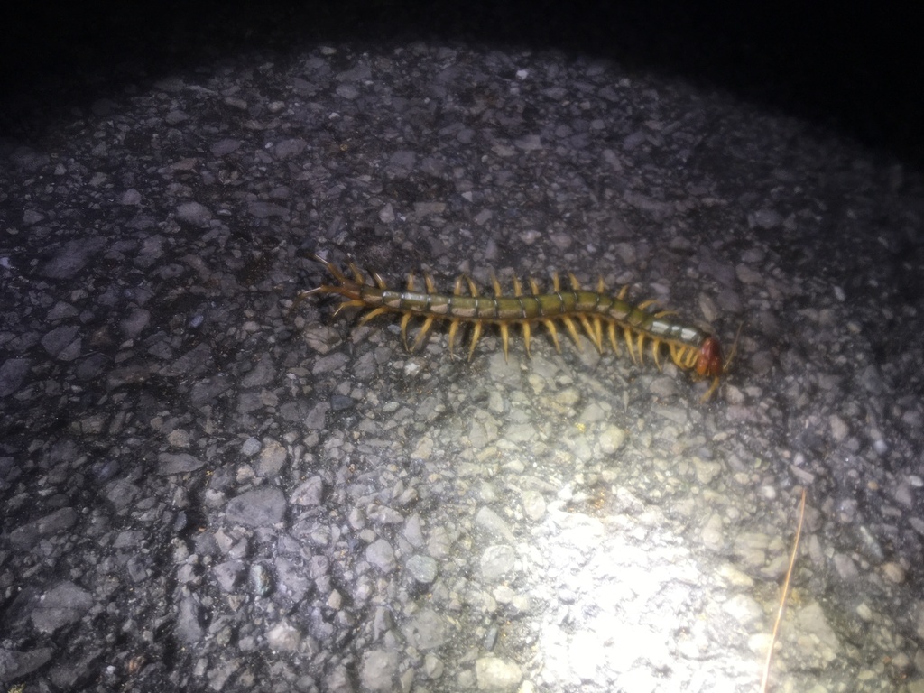Giant Centipedes from Uehara, Taketomi-Cho, Yaeyama-Gun, Okinawa, JP on ...