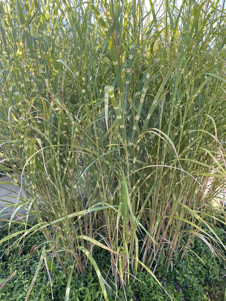 Chinese silver grass from Ashland University, Ashland, OH, US on ...