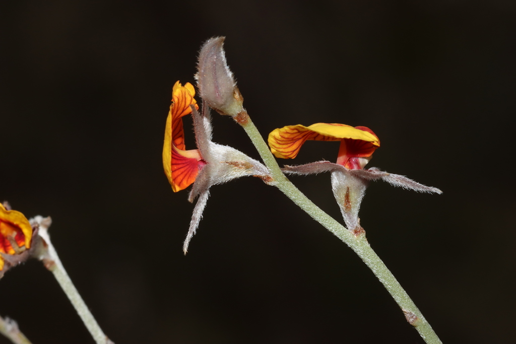 (Jacksonia restioides) - Botanical Realm