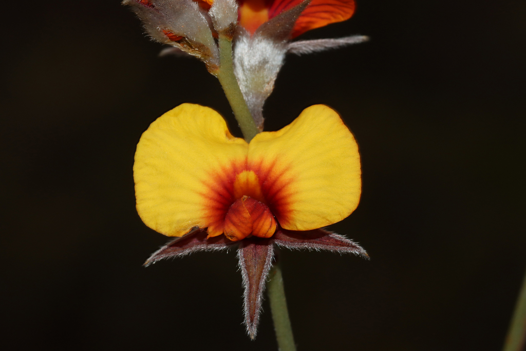 (Jacksonia restioides) - Botanical Realm