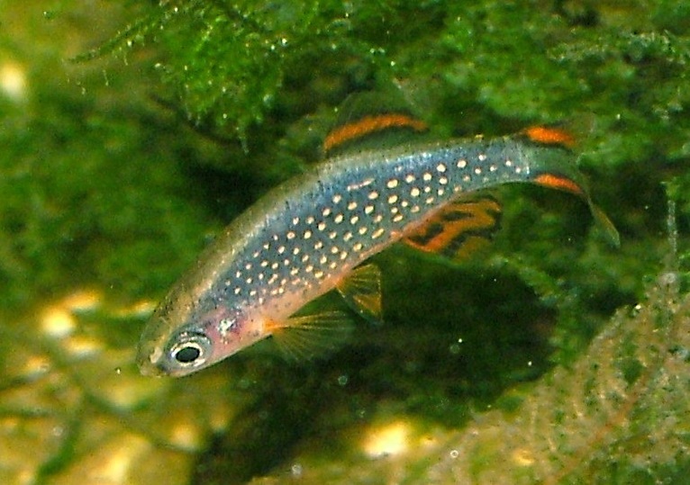 Danio Margaritatus