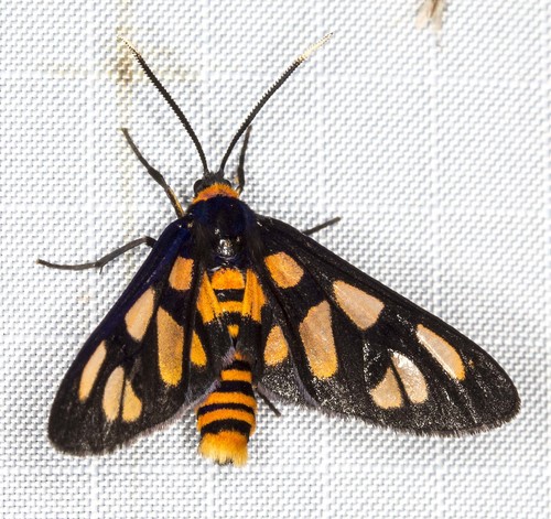 Amata humeralis · iNaturalist Australia