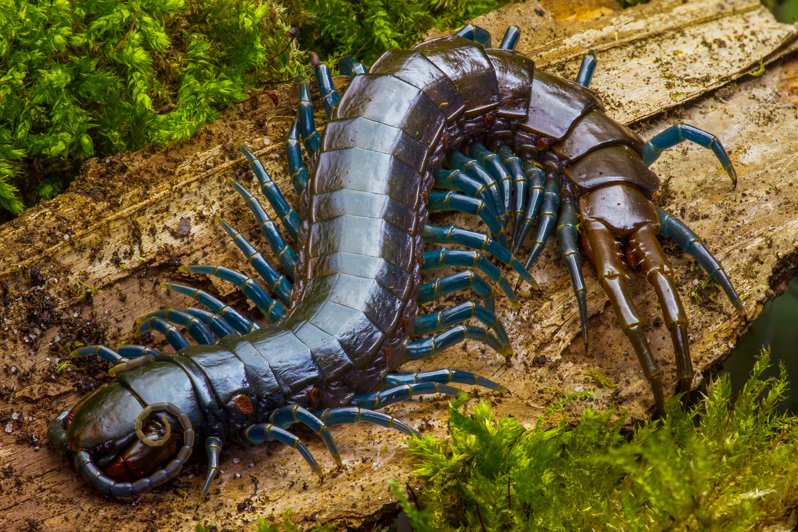 African Giant Centipede