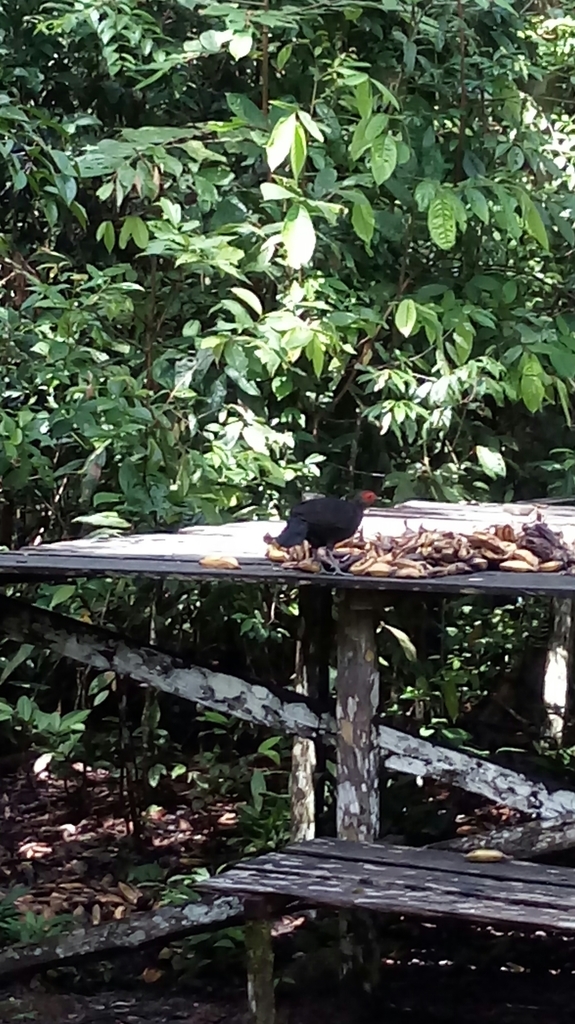 Bornean Crestless Fireback from Kalimantan Tengah, ID on August 14 ...