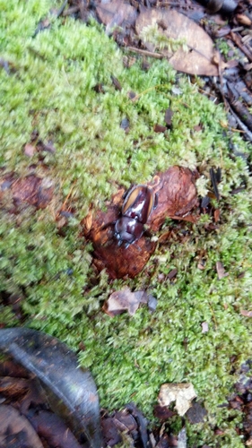 Neolucanus cingulatus (Mushiking of Malay Archipelago) · iNaturalist