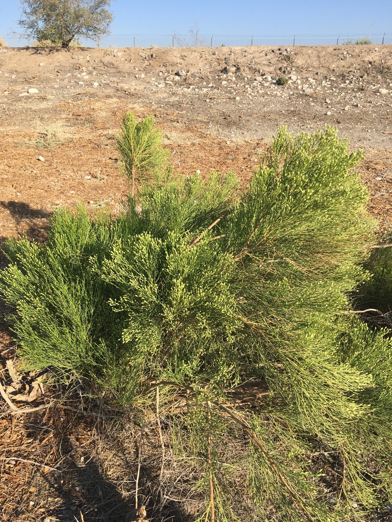 Desert Broom from E Galleria Dr, Henderson, NV, US on October 06, 2020 ...