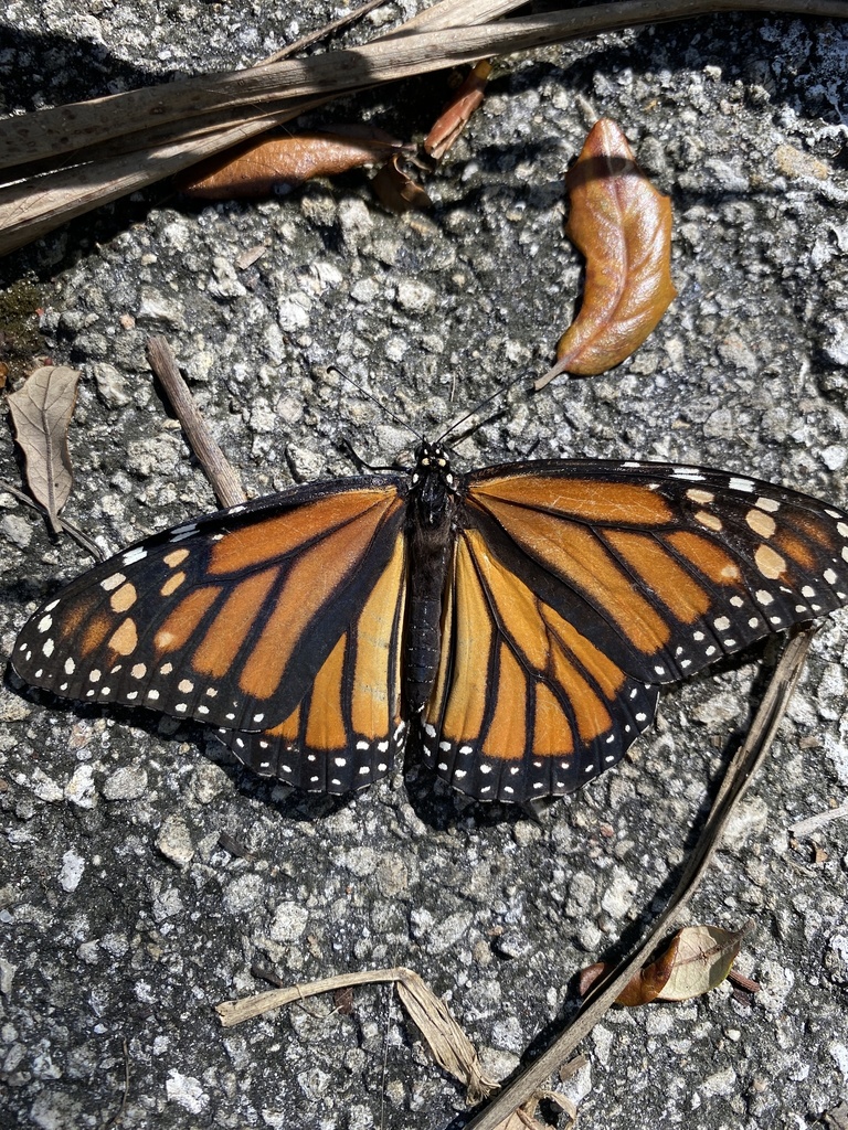 Monarch from SW 138th St, Miami, FL, US on October 6, 2020 at 11:25 AM ...