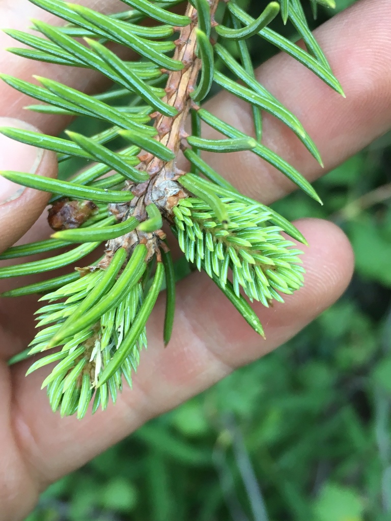 Engelmann spruce (Handbook for the Native Trees of Oregon) · iNaturalist