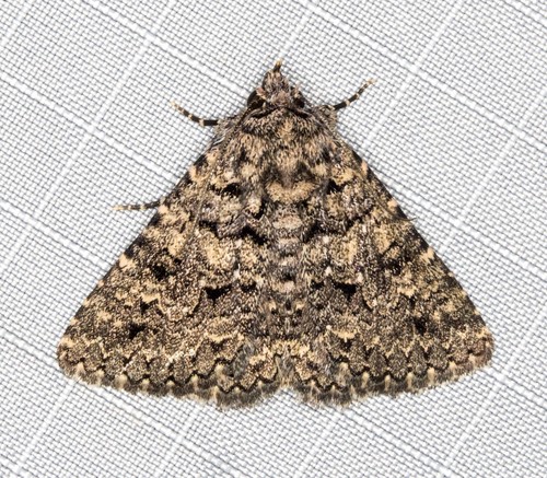 Praxis dirigens · iNaturalist