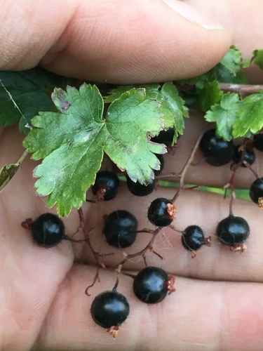 prickly currant (Plants of State Forest State Park) · iNaturalist