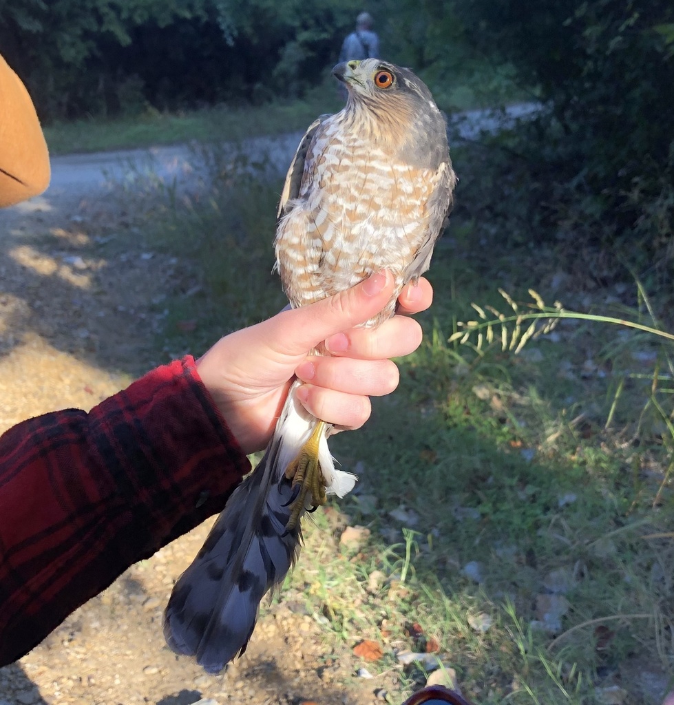 Sharp-shinned Hawk from Lewisville, TX, US on October 6, 2020 at 09:06 ...
