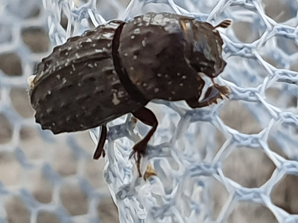 Sarophorus tuberculatus (Dung Beetles of Cape Town) · iNaturalist