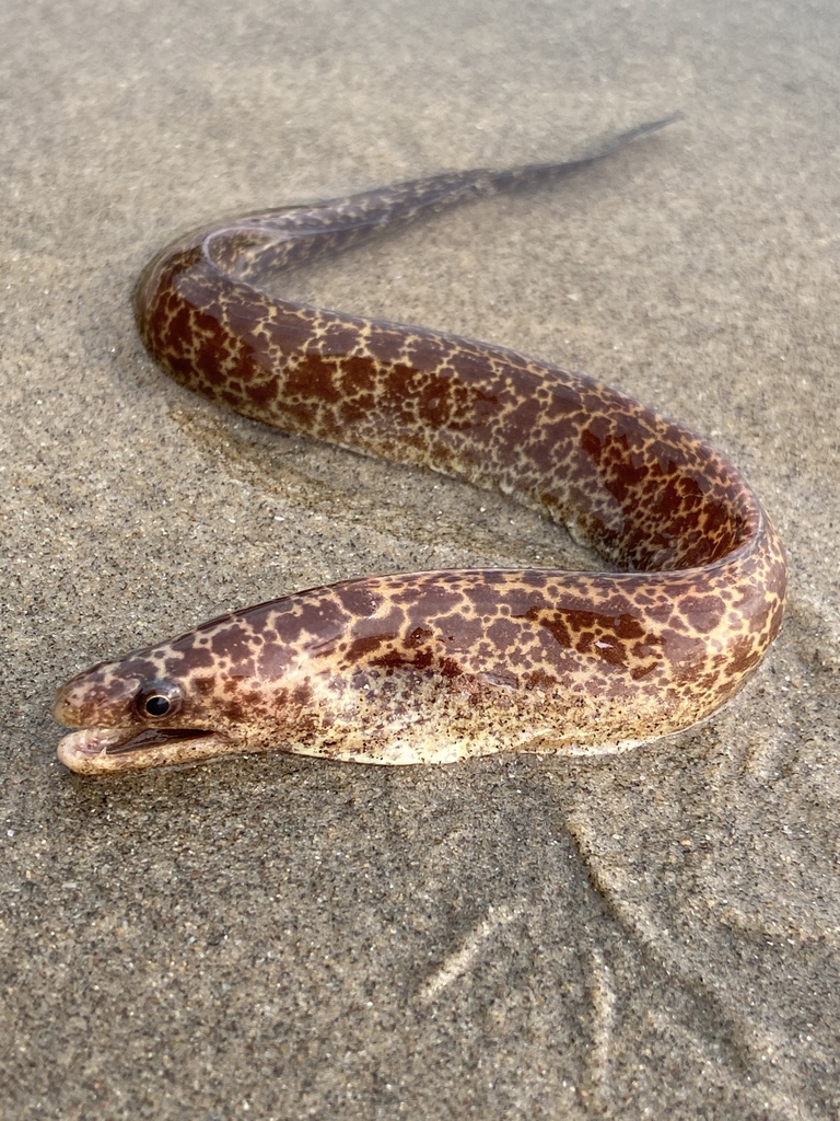 Highfin Moray from Ashwem Beach, North Goa, GA, IN on October 6, 2020 ...