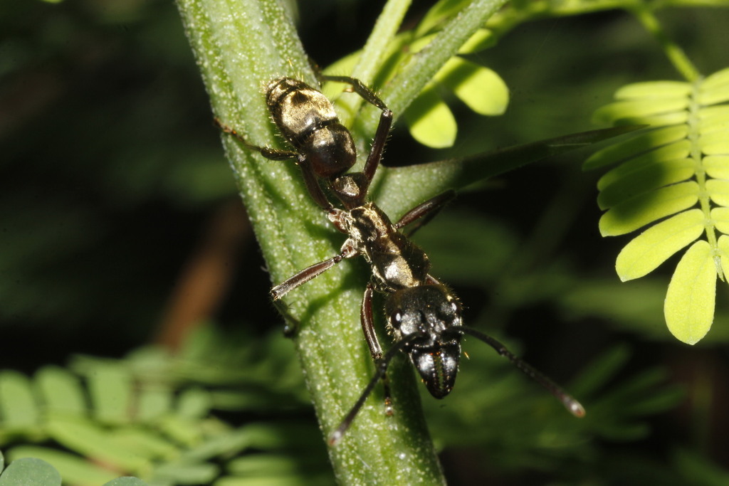 Hairy panther ant (Insects of Cocobolo Nature Reserve) · BioDiversity4All