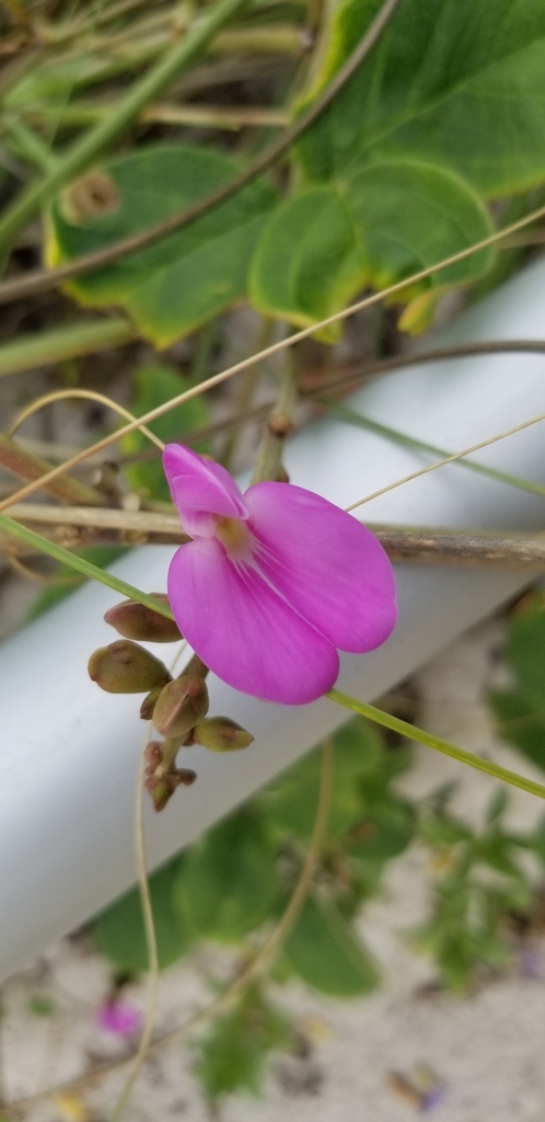 Beach Bean from Vero Beach, FL, USA on October 03, 2020 at 09:56 AM by ...