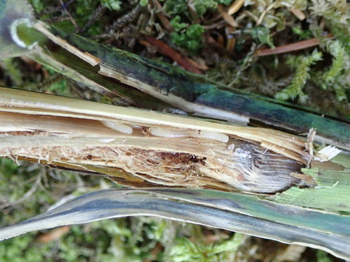 Tetramesa phragmitis · iNaturalist