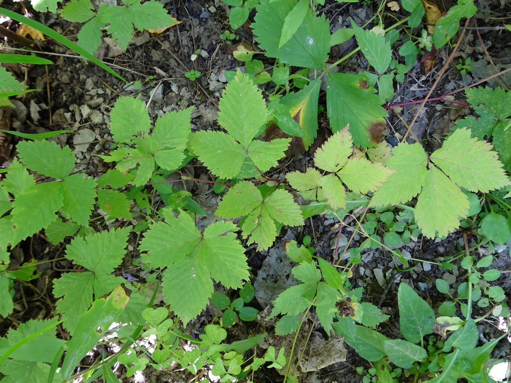 Dwarf Red Raspberry (Native and Naturalized-but-not-Invasive Understory ...