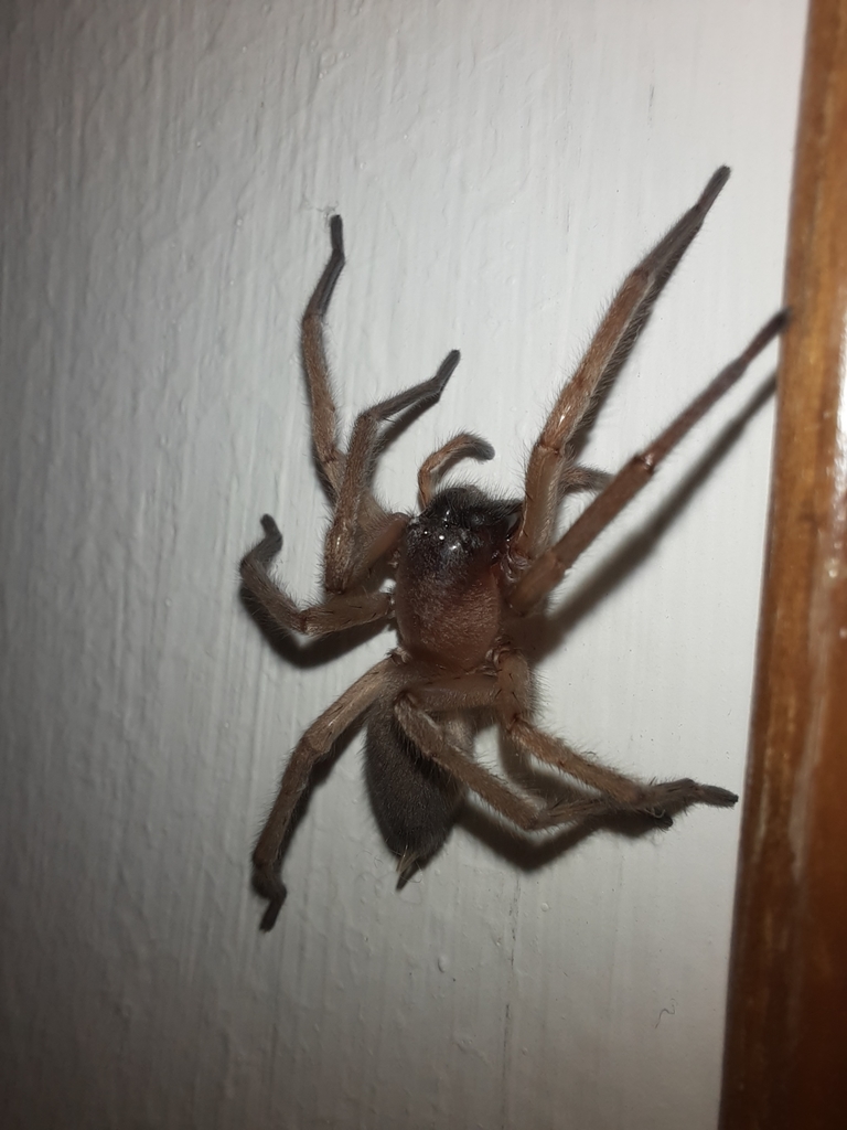 Eutichurus in September 2020 by zumbio · iNaturalist