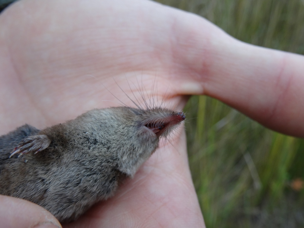 Long-tailed Shrews from Старая Русса, Новгородская обл., Россия on ...
