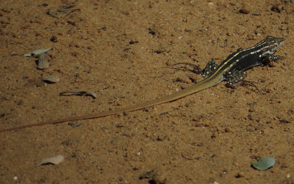 Bushveld Lizard from Oshikoto Region, Namibia on May 16, 2017 at 11:59 ...