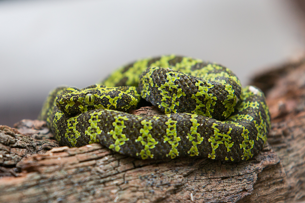 Mang Mountain Pitviper (Protobothrops mangshanensis) - Snakes and Lizards