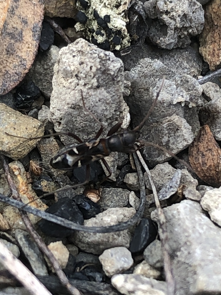Slaterobius insignis from Cape Breton Island, New Waterford, NS, CA on ...