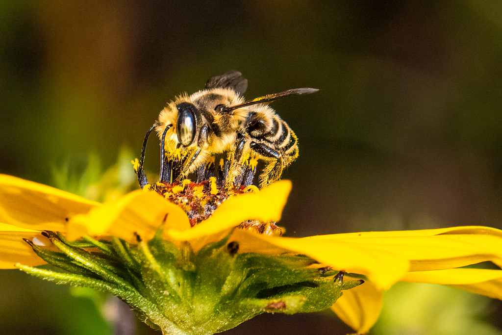Leafcutter, Mortar, and Resin Bees in October 2020 by Larry Basden ...