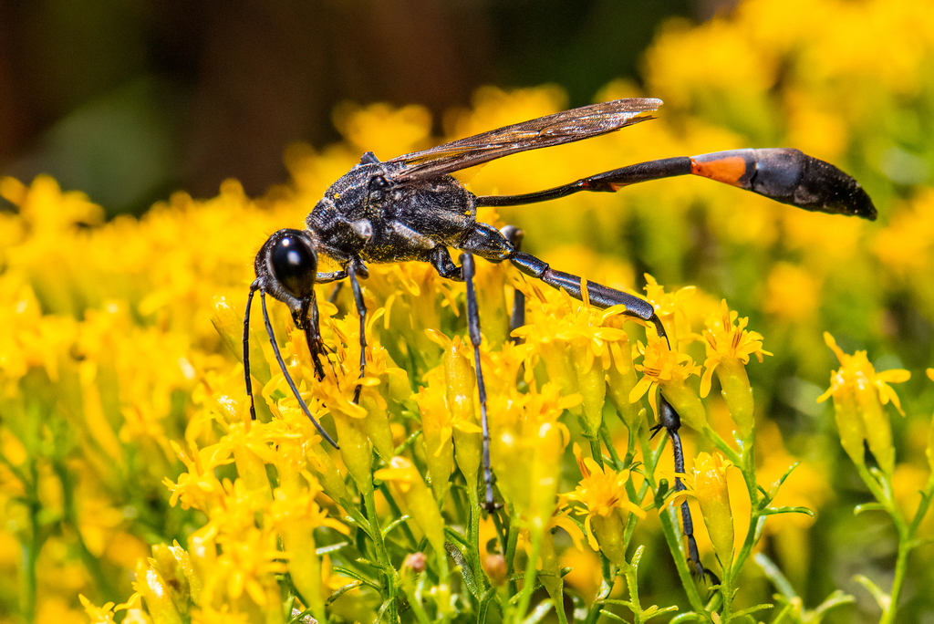 Common Thread-waisted Wasp in October 2020 by Larry Basden · iNaturalist