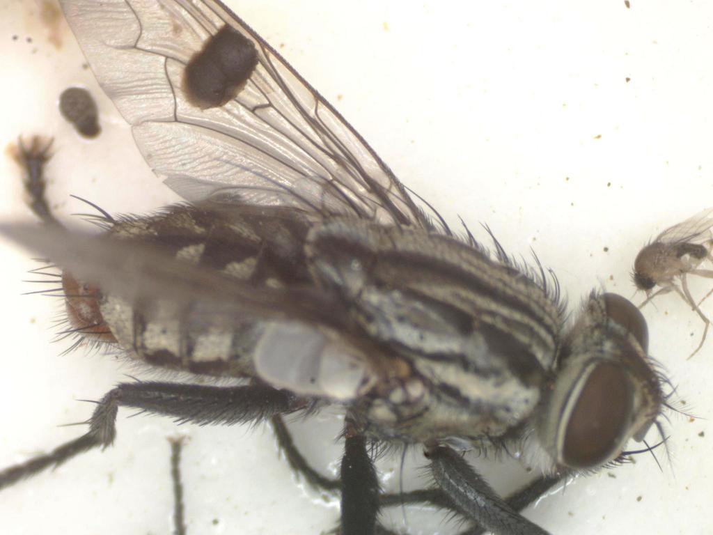 Typical Flesh Flies from Morpho Residency on October 06, 2020 by jmmaes ...