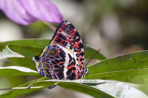 Agatasa calydonia · Naturalista Costa Rica