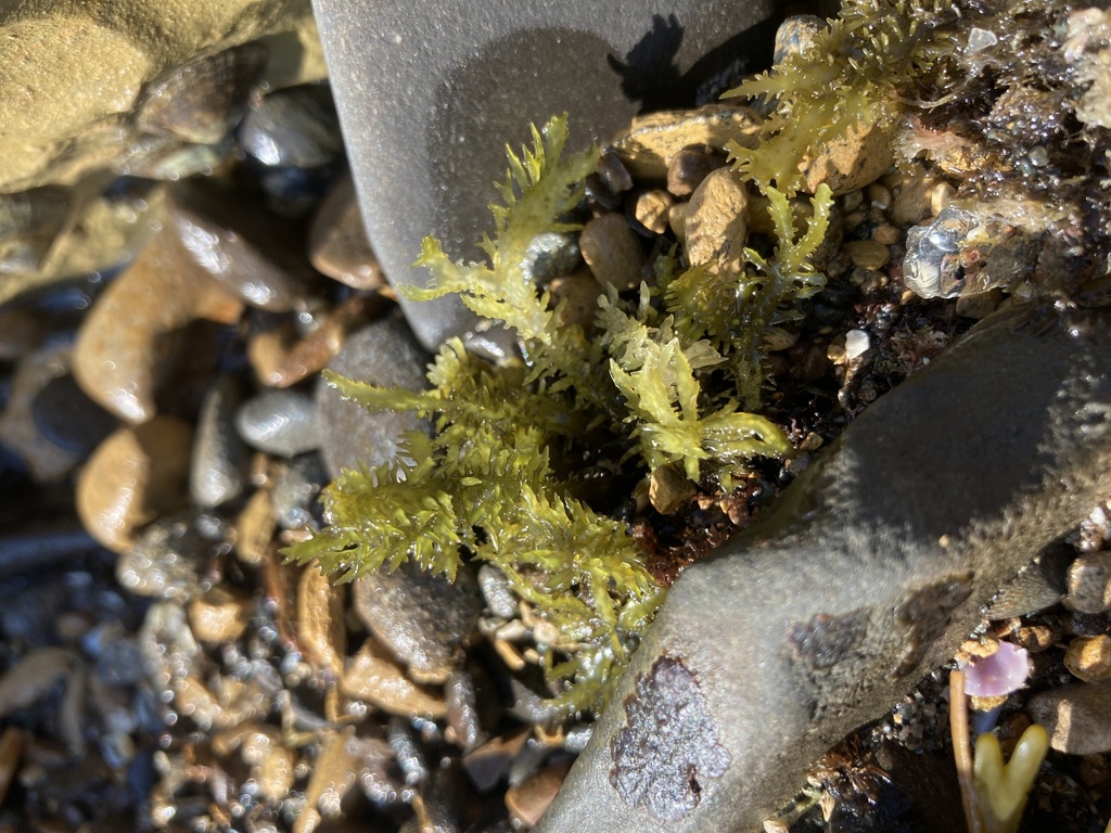 red algae from Los Angeles County, US-CA, US on 03 October, 2020 at 03: ...