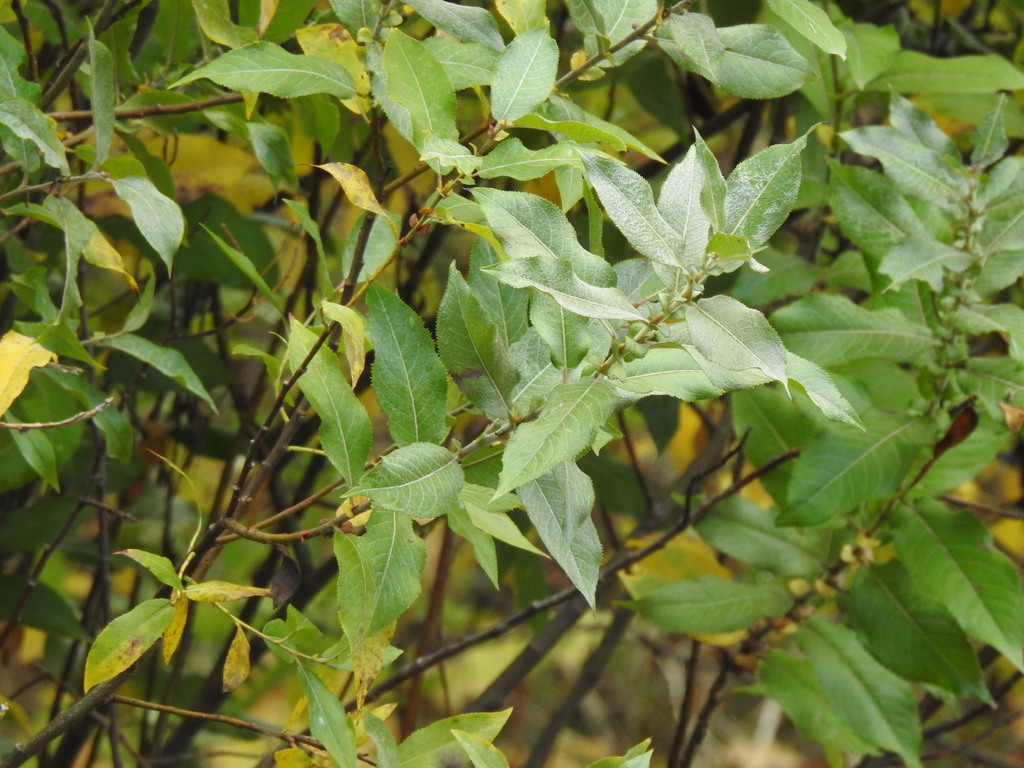sand dune willow from Centre Island, Toronto, ON, Canada on October 05 ...