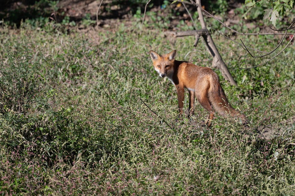 Red Fox from Montgomery, Maryland, United States on October 6, 2020 at ...