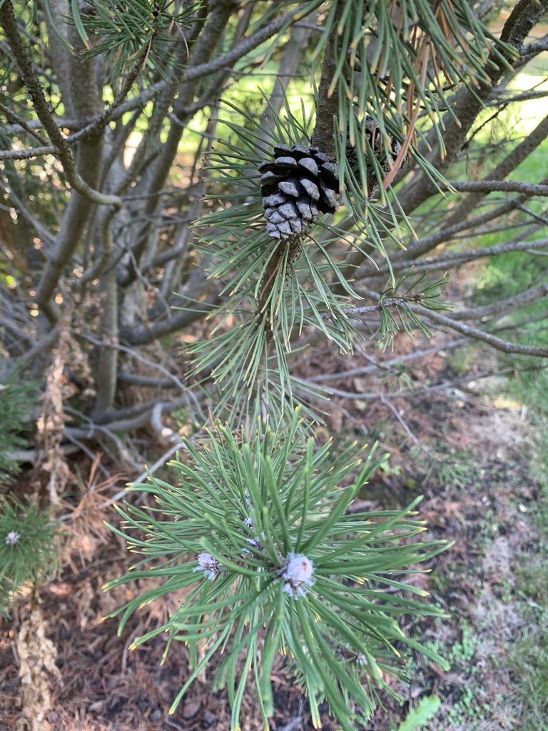 hard pines from University of Idaho Golf Course, Moscow, ID, US on ...