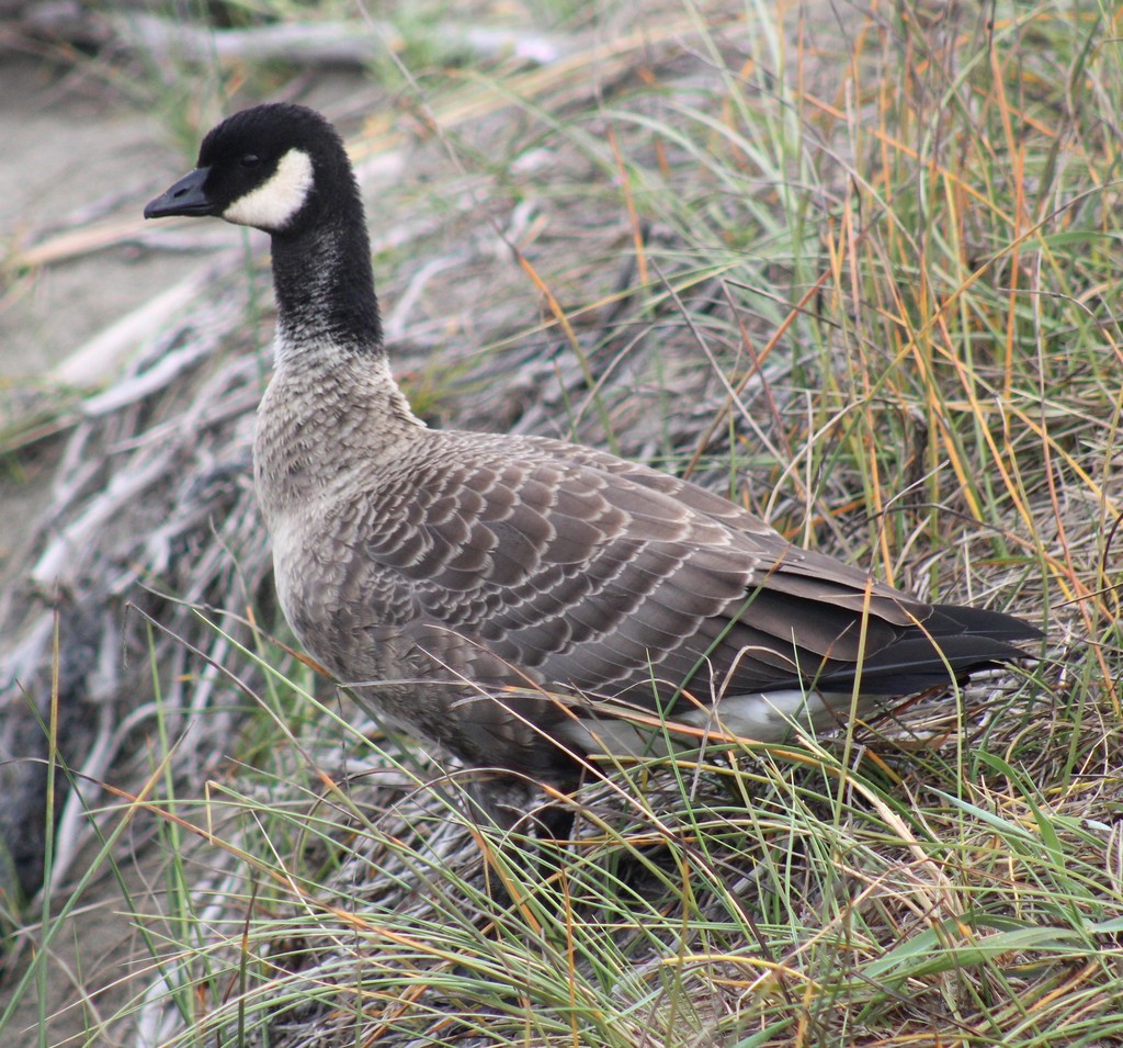 Cackling Goose (Birds of Rosewood Nature Study Area) · iNaturalist