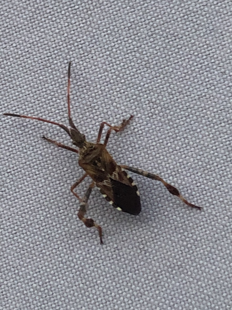 Western Conifer Seed Bug from Springer St, Middlesex Centre, ON, CA on ...