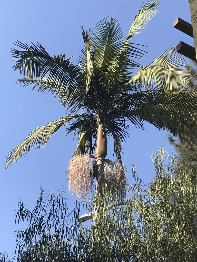Piccabeen Palm in October 2020 by josephhm · iNaturalist