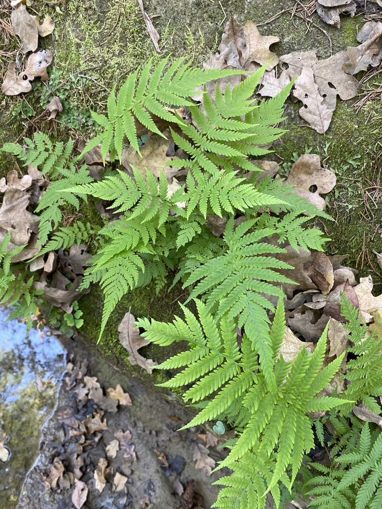 Widespread Maiden Fern from Wise County, US-TX, US on October 6, 2020 ...