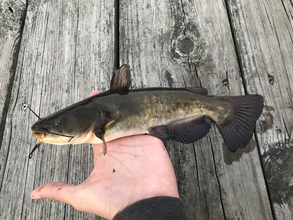 Brown Bullhead from Sewells Orchard Park, Columbia, MD, US on October ...