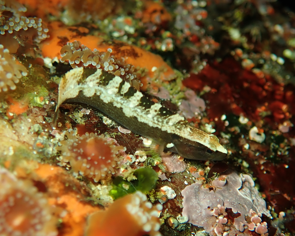 Pricklebacks (Stichaeidae) - Marine Life Identification