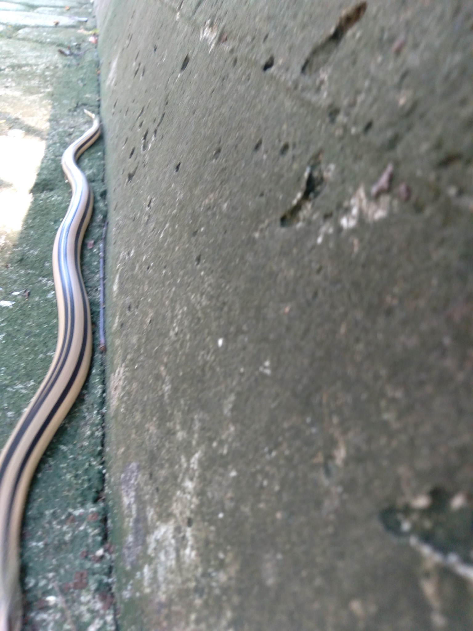 Conophis vittatus Peters, 1860