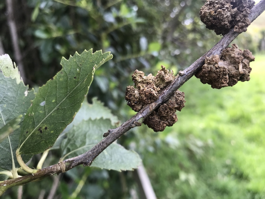 Lacebark Gall Mite from Rangitoto Island Scenic Reserve, Motutapu ...
