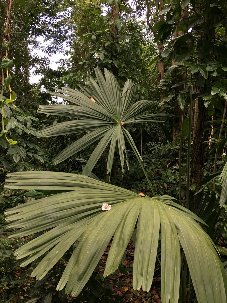 talipot palm (Corypha umbraculifera) - Botanical Realm